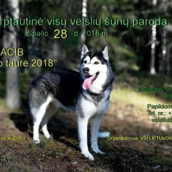 Tarptautinė visų veislių šunų paroda | Kauno rajonas